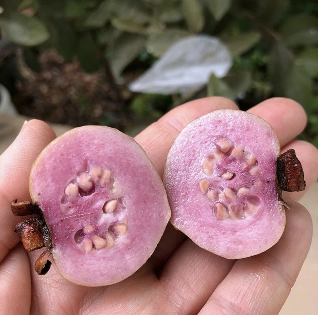 RED MALAYSIAN GUAVA Seeds (Psidium Guajava) - Guava Fruit Seeds $6.50 ...