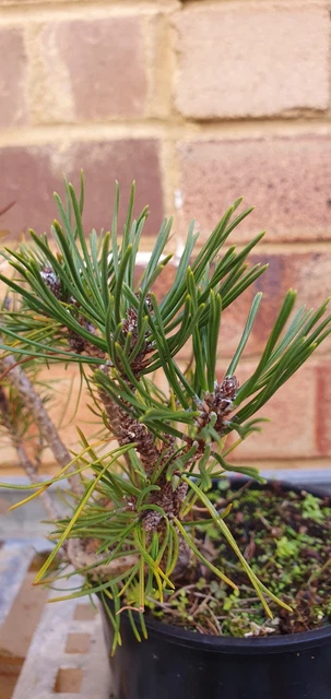 JAPANESE BLACK PINE Bonsai Shohin (Pinus Thunbergii) $159.70 - PicClick AU