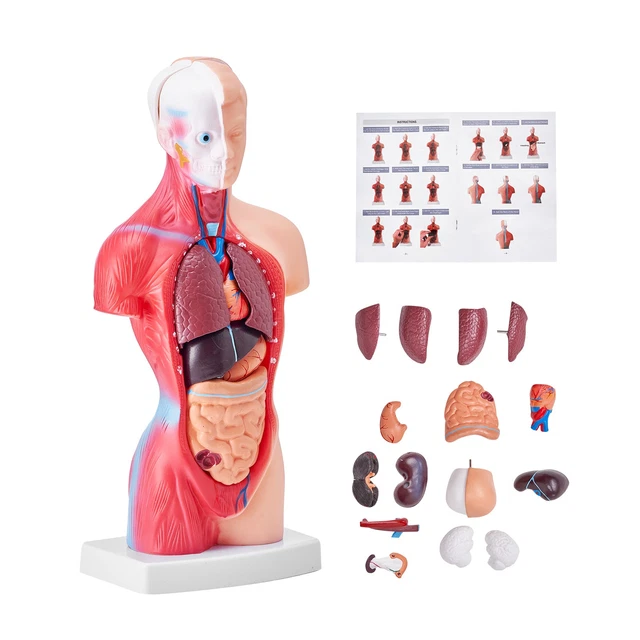 VEVOR ANATOMICAL HUMAN Torso Body Model Anatomy Internal Organ 11" 15 ...