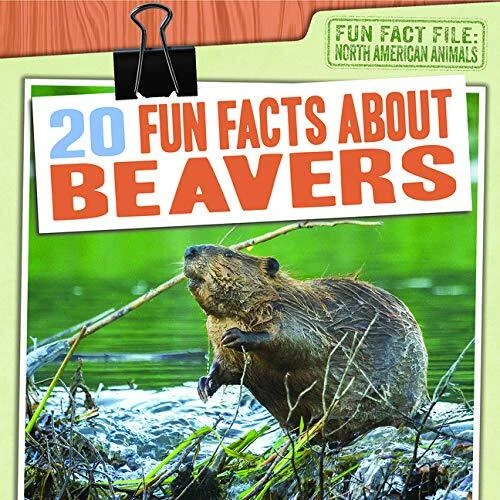 20 FUN FACTS About Beavers Fun Fact File North American Animals 22 38 20-fun-facts-about-beavers-fun-fact-file-north-american-animals-22-38