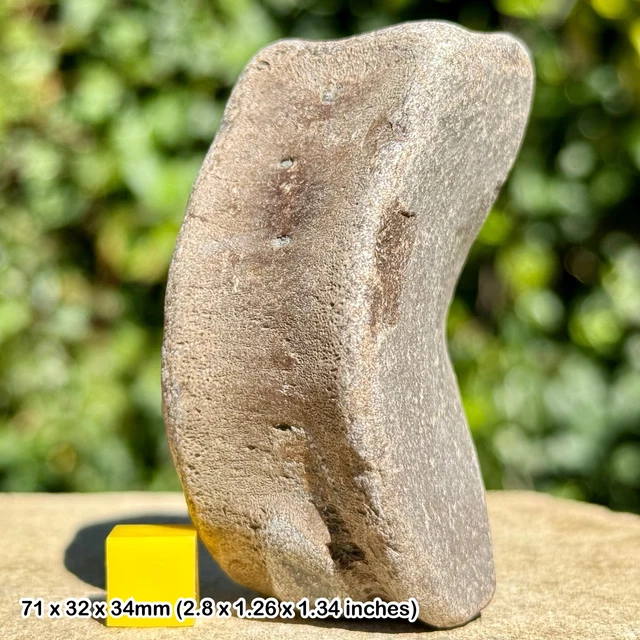 RARE ICHTHYOSAUR VERTEBRA Half Fossil - Jurassic Kimmeridge Clay ...