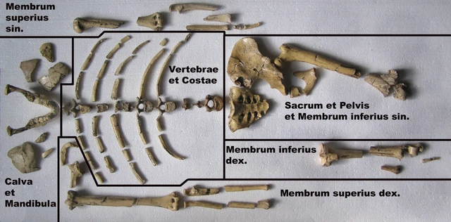 LUCY = AUSTRALOPITHECUS afarensis - Replica of complete find EUR 828,69 ...