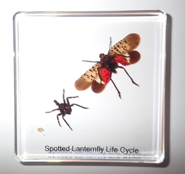 SPOTTED LANTERNFLY CICADA Life Cycle Simplified Set Education Specimen ... SPOTTED LANTERNFLY CICADA Life Cycle Simplified Set Education Specimen ...