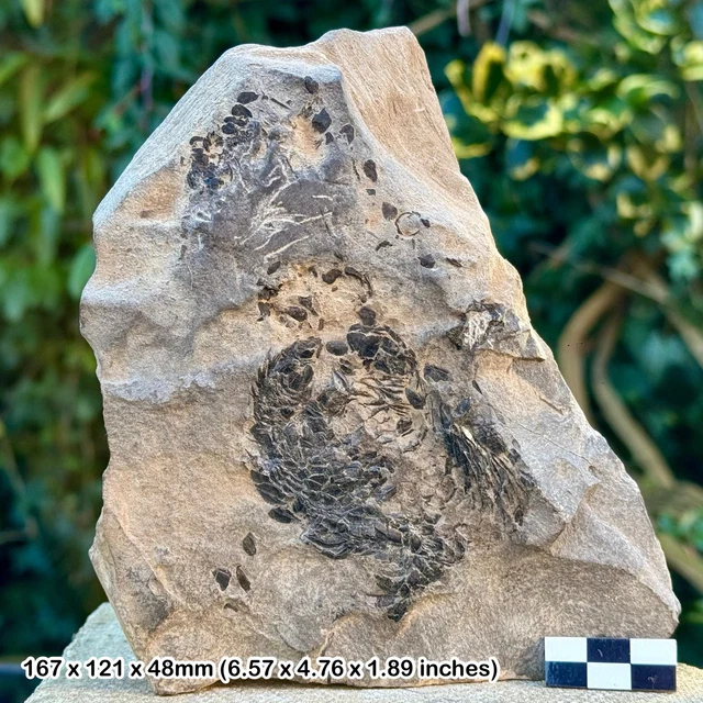 RARE SCOTTISH PARTIAL Fossil Fish, Old Red Sandstone, Devonian ...