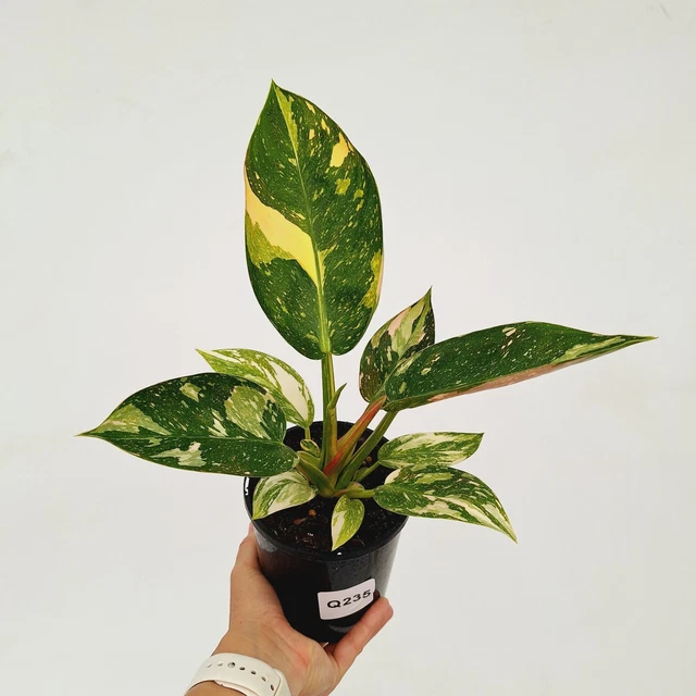 PHILODENDRON GREEN CONGO Variegata (Nuclear) 125mm - Q235 $53.00 ...
