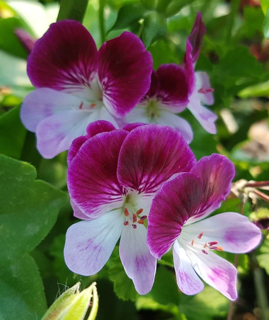 CAPTAIN STARLIGHT ANGEL Pelargonium x 1 Plant ---------------- Geranium ...