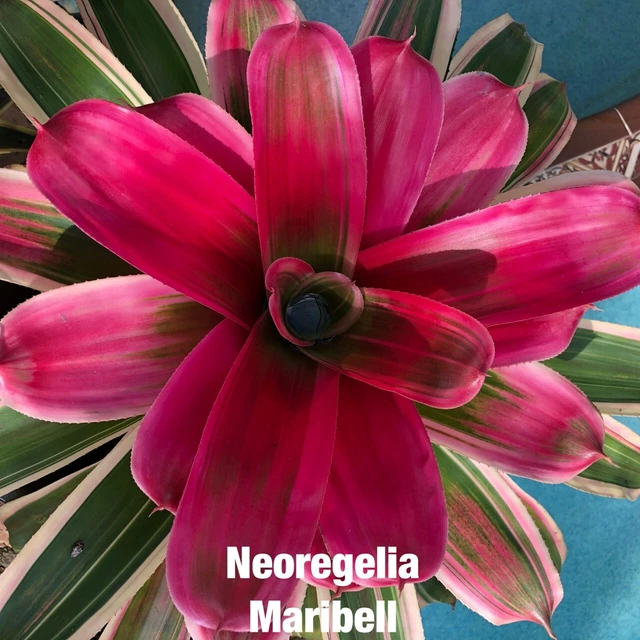 NEOREGELIA MARIBEL BROMELIAD one tropical plant *BIG* EUR 28,16 ...