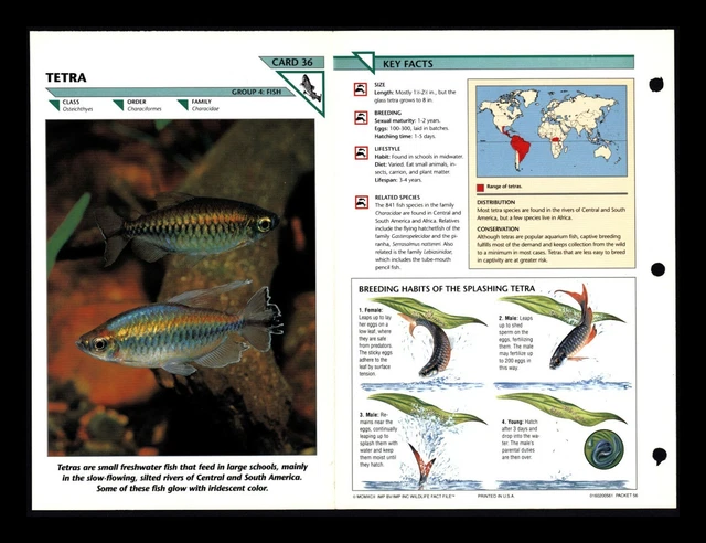 TETRA WILDLIFE FACT File Fish Animal Card Home School Study 4.36 $3.95 ...