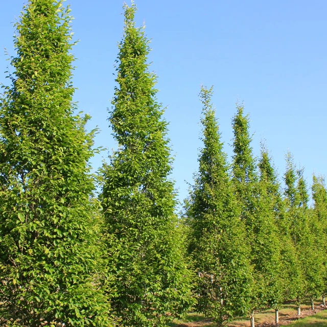 CARPINUS BETULUS CV " Fastigiata " 100-150cm - Charme Pyramide ...