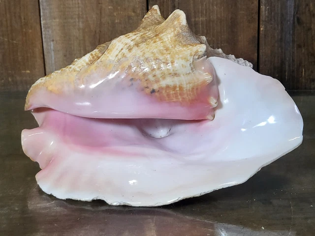 LARGE BAHAMA QUEEN Conch Seashell (Pink) - Bahamas Pink Conch Shell - 7 ...