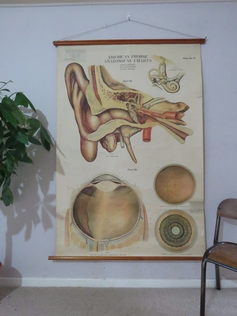 RARE VINTAGE ROLL Pull Down Frohse Anatomy Chart Of Eye And Ear Medical ...