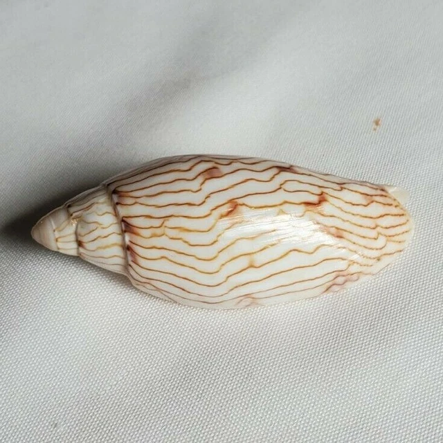 VOLUTA AMORIA TURNERI Seashell 58MM Turner's Volute Shell VO29 ...