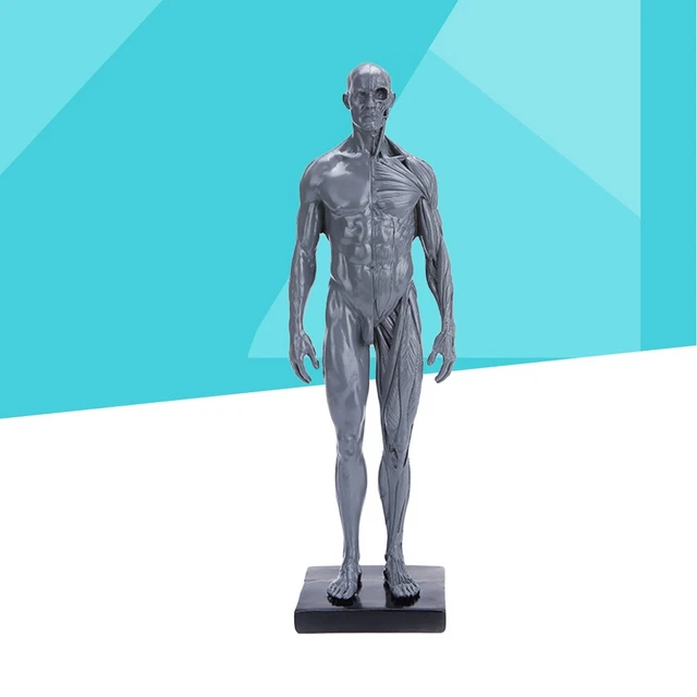 SIMULATION MALE SKELETON Whole Body Muscle Structure Medical Teaching ...