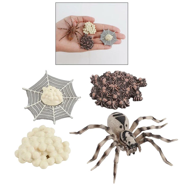 LIFE CYCLE OF Spider Plastic Realistic Model Figurines Learning ...