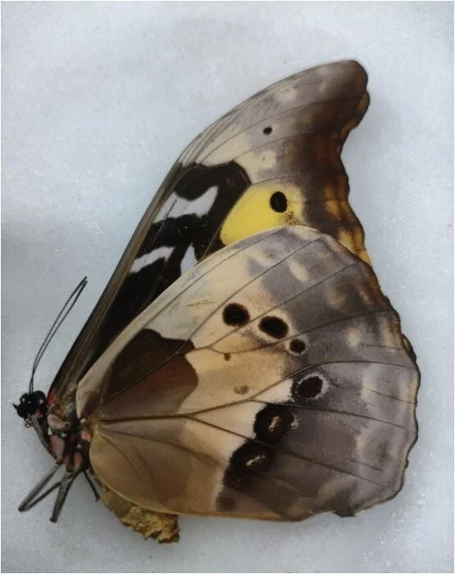 MORPHO RETHENOR HELENA (Peru), female, parered specimens A1 quality ...