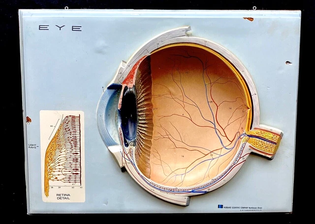 VINTAGE 1960S HUBBARD Scientific Eye Model Biology Anatomy Display 3-D ...