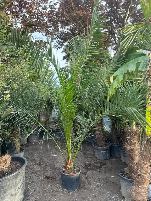PALME PHOENIX CANARIENSIS HÖHE 2,5 Meter Winterhart -12 Grad ...