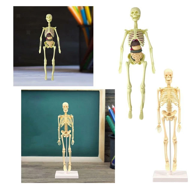 BODY ANATOMY MODEL Realistic Skeleton Teaching Models for Kids Learning ...