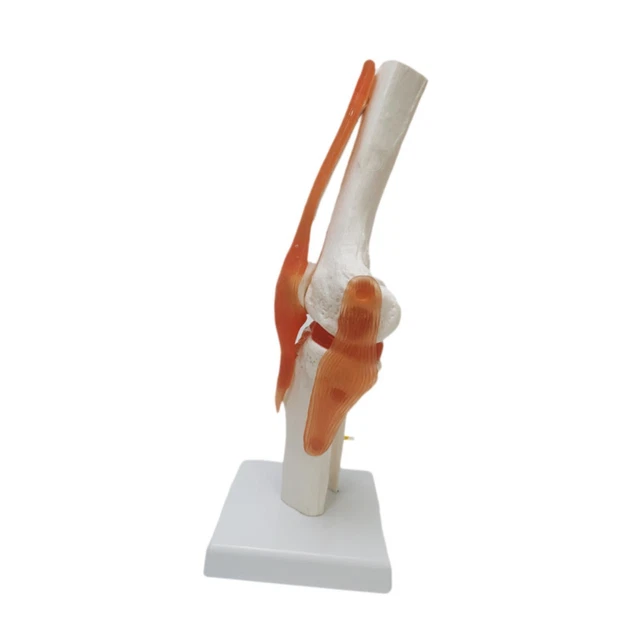 KNEE JOINT MODEL Teaching Tool Knee Anatomy Model for Training Studying ...