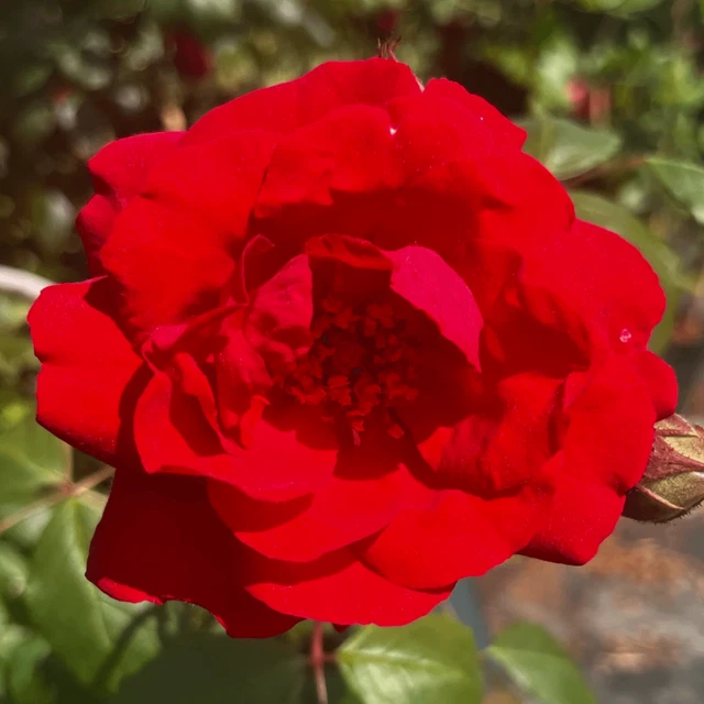 ROSE PAUL'S SCARLET Climber (Climber) 5L Potted Rose Free Delivery £27. ...