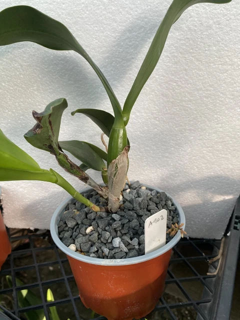 CATTLEYA ADVANCED SIZE Mericlone Seedling Plant...Rlc Siam Red $21.90 ...