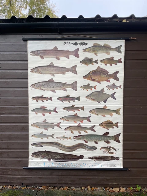 VINTAGE FRESHWATER FISH school chart enducational chart poster coarse ...