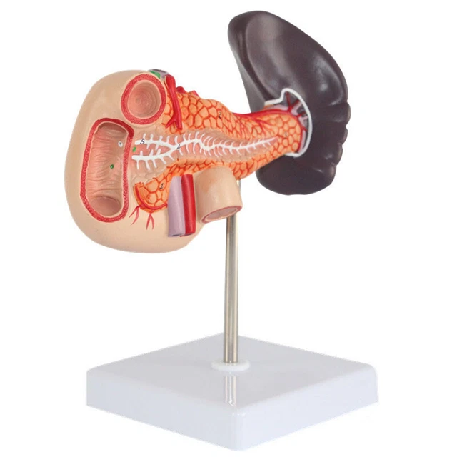 LIVER GALLBLADDER PANCREAS Duodenum Anatomical Model Normal ...