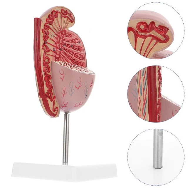 ANATOMY ORGANS MODEL Medical Study Teach Model Biology Demonstration ...