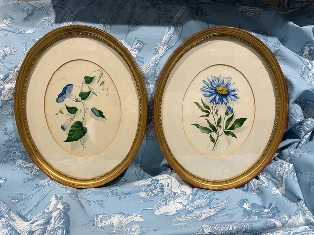 PR VICTORIAN BOTANICAL Watercolours In Oval Frames Signed £295.08 ...