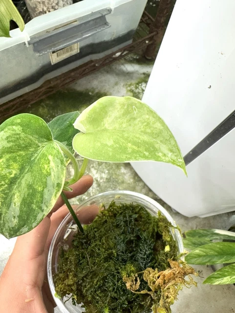 SCINDAPSUS MANGURAI/ARGYRAEUS NO Monstera Philodendron $30.00 - PicClick AU