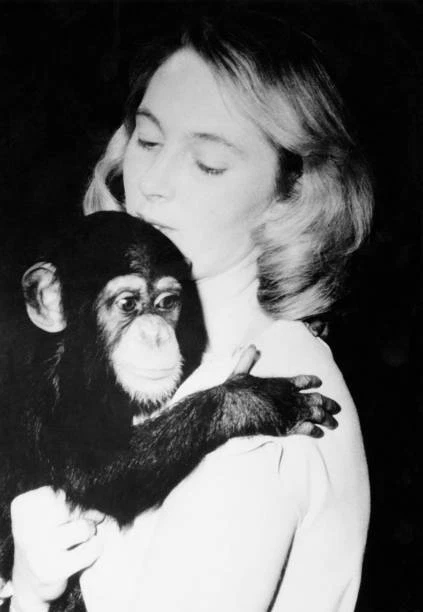 BRITISH PRIMATOLOGIST JANE Goodall at the National Zoo in Washingt- Old ...
