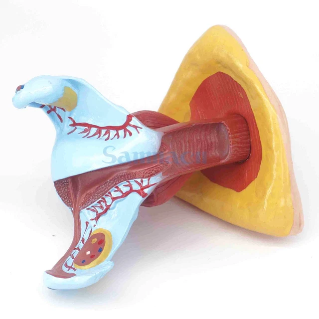 LIFE SIZE HUMAN Female Perineum uterus Anatomy Anatomical Medical Model ...