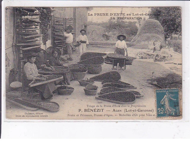 AGEN: LA PRUNE d'ente, sa préparation, triage de la prune d'ente chez ...