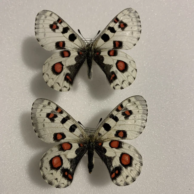 ENTOMOLOGIE*PARNASSIUS NOMINON KOIWAYAI*CHINA*PAAR/PAIR EUR 160,00 ...