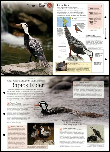TORRENT DUCK #63 Birds - Discovering Wildlife Fact File Fold-Out Card £ ...