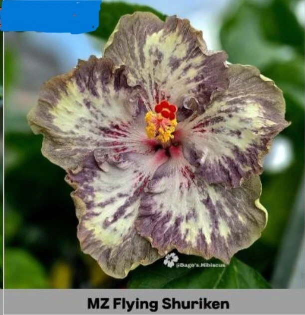 HIBISKUS /HIBISCUS MZ Flying Shuriken EUR 44,00 - PicClick DE