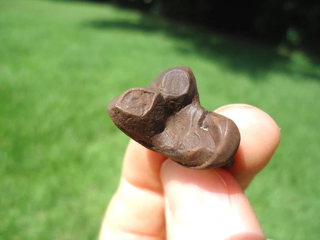 RARE DIRE WOLF Molar Tooth Florida Fossils Ice Age Extinct Saber Cat ...