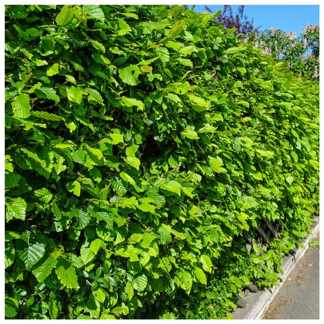 5 HORNBEAM 2-3FT Hedging Plants,60-90cm Carpinus Betulus Trees.Winter ...