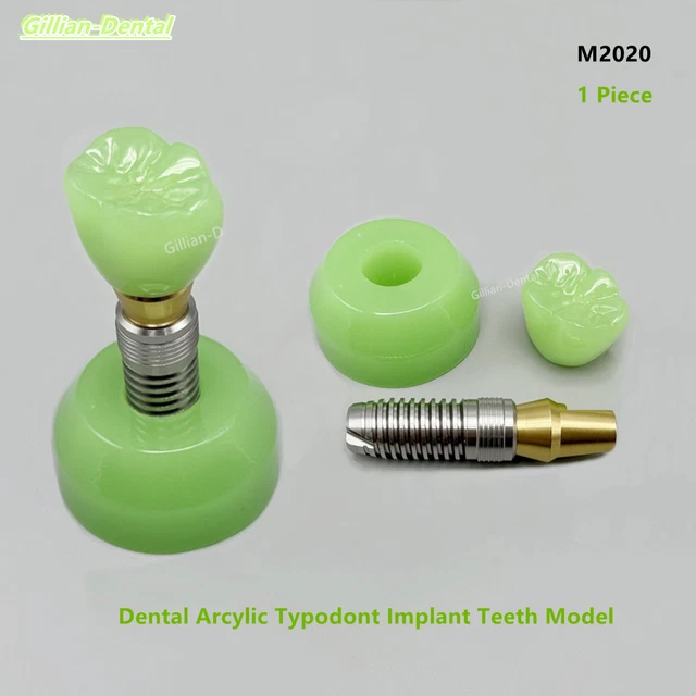 DENTAL TYPODONT IMPLANT Teeth Model Demonstration Model Teeth Study ...