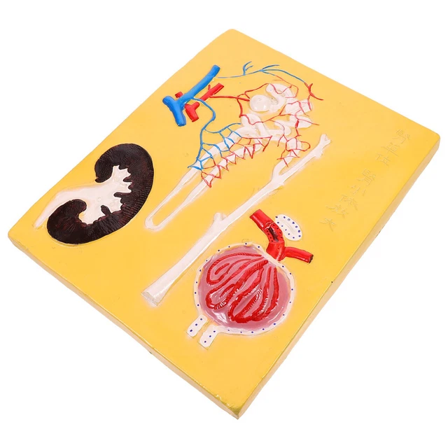 MEDICAL ANATOMY HUMAN Model Human Kidney Study Teaching Prop £23.99 ...